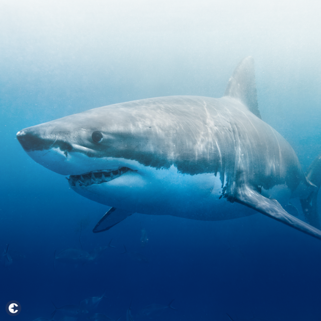 Diving into the Origins of Shark Week: A Celebration of These ...