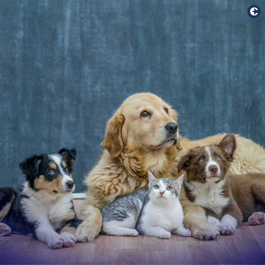 Pet-Assisted Therapy Coverage: A Pawsitive Approach To Healthcare ...